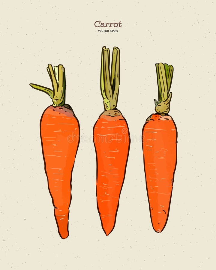Carrot, Hand Draw Sketch Vector Stock Vector - Illustration of ...