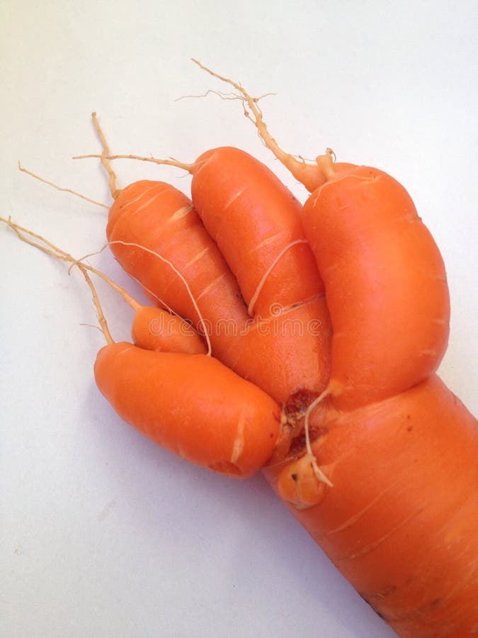 Carrot hand stock photo. Image of grown, shape, garden - 47655450