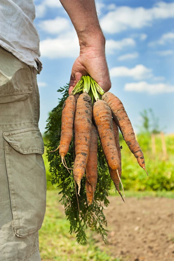 Carrot harvest stock image. Image of hand, colourful - 20771091