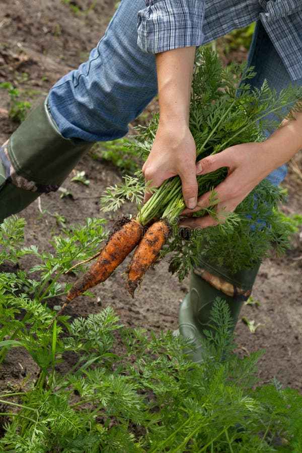 Carrot harvesting stock image. Image of nature, harvest - 27962039