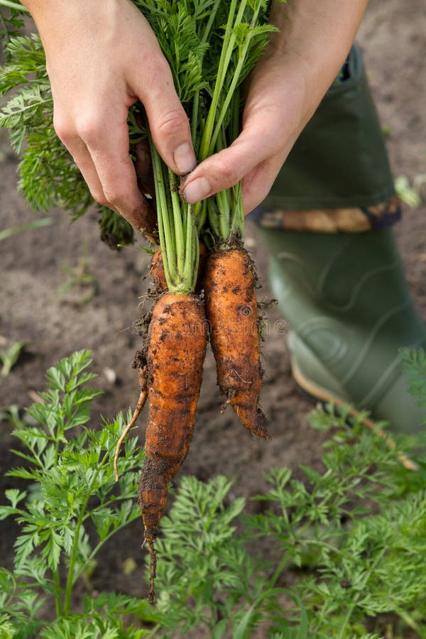 Growing Carrots stock image. Image of carrot, tops, carrots - 9216455