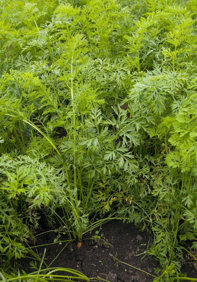 Carrot stock image. Image of leaf, grass, growing, garden - 43088217