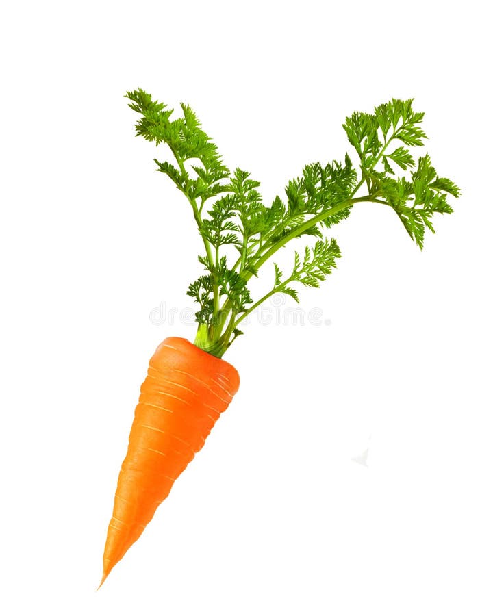 Carrot isolated stock photo. Image of isolated, studio - 34513172