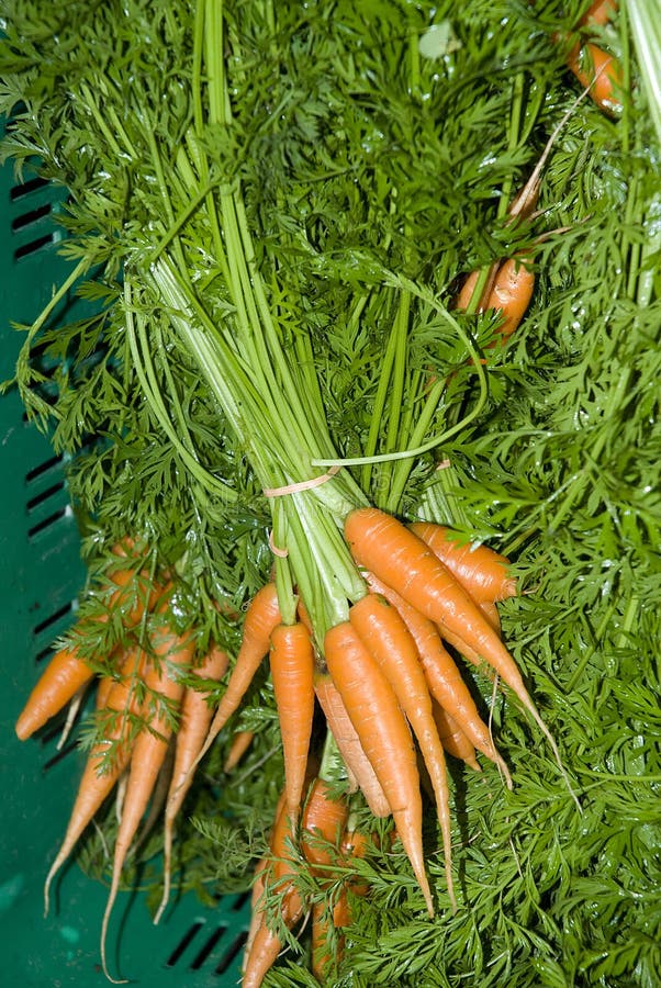 Carrot with leaves stock photo. Image of agriculture, colour - 7542218
