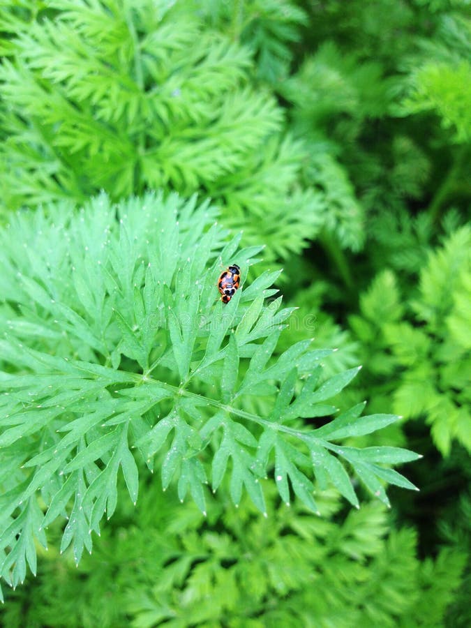 Carrot leaves stock image. Image of animal, asian, maneki - 64697031