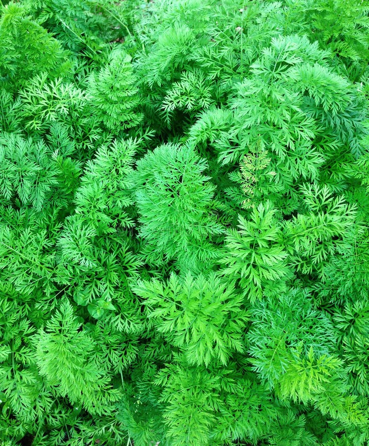 Carrot leaves stock photo. Image of good, culture, animal - 64697100
