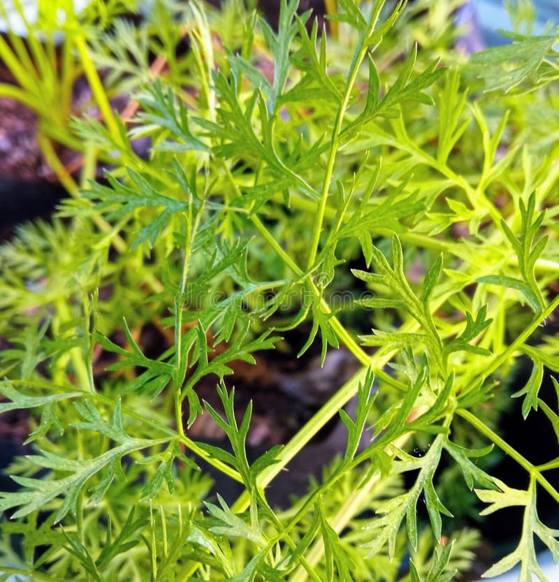 Carrot Leaves in the Garden Stock Image - Image of flower, leaves ...