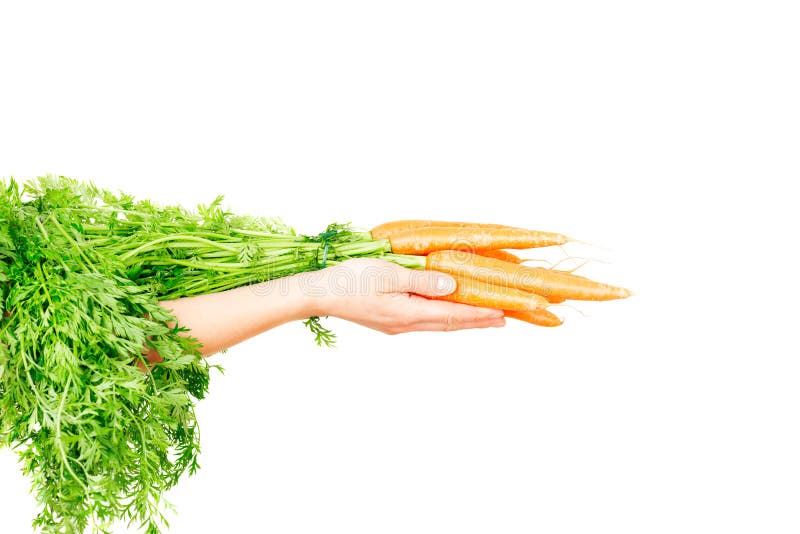 Carrot with Leaves Isolated on White Background in Human Hand Stock ...
