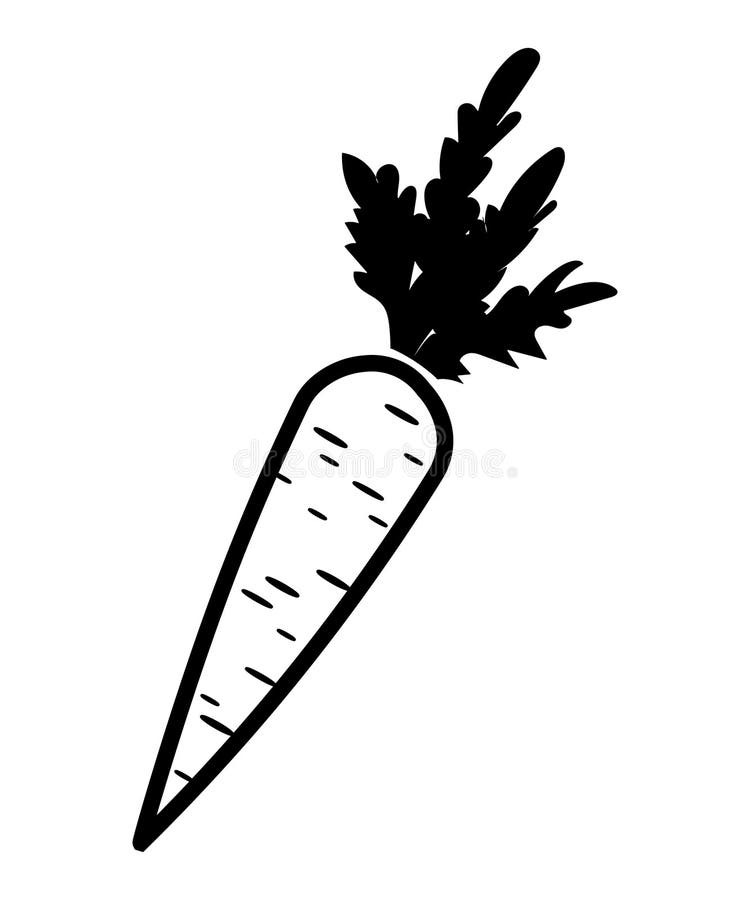 Carrot Outline Vector Icon Isolated on White Background. Stock Vector ...