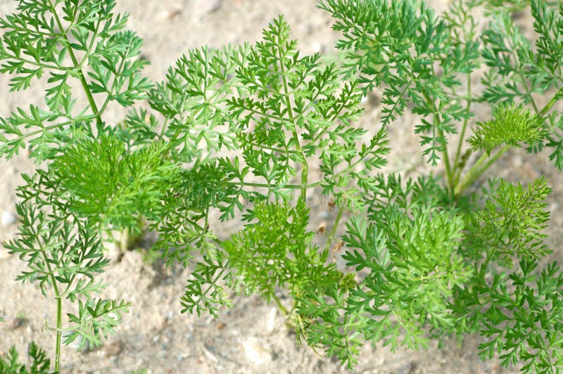 Carrot patch stock photo. Image of grow, vegetarian, growing - 16057266