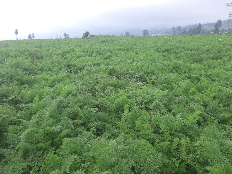 Carrot Plant in Dieng, Central Java, Indonesia Stock Image - Image of ...