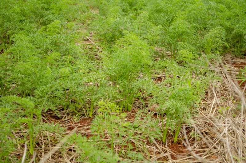 Carrot Planted in Covered Plot Stock Image - Image of agricultural ...