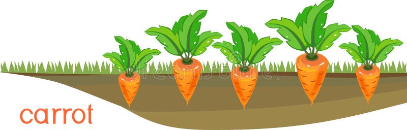 Vegetable Garden Patch Stock Illustrations – 509 Vegetable Garden Patch ...