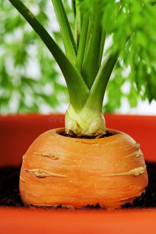 Carrot stock photo. Image of gardening, garden, farm - 15656160