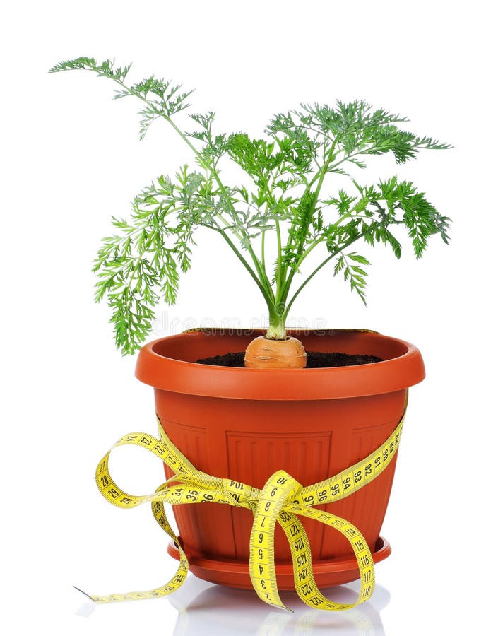 Carrot in plastic pot stock photo. Image of leaf, ground - 21950024