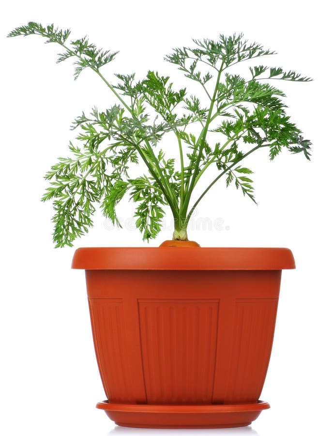 Carrot in plastic pot stock image. Image of food, gardening - 21425439