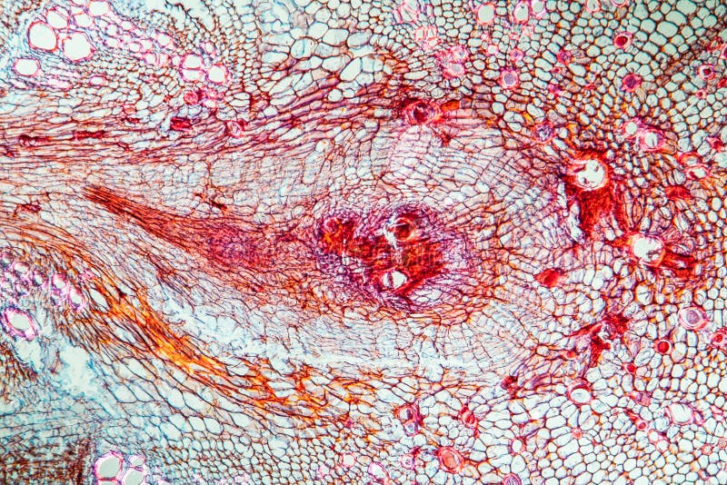 Carrot with root stock image. Image of science, garden - 196741327