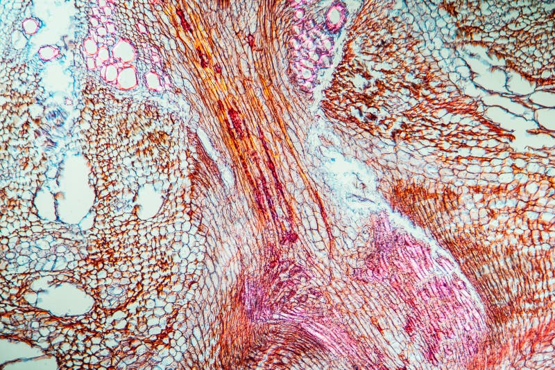 Carrot with root stock photo. Image of umbelliferae - 196741412