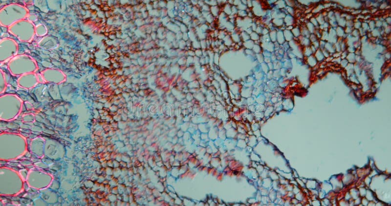 Carrot Root in Cross Section Stock Footage - Video of textur ...