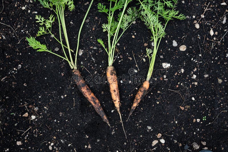 Carrot Root with Green Grass Stock Photo - Image of green, gardening ...