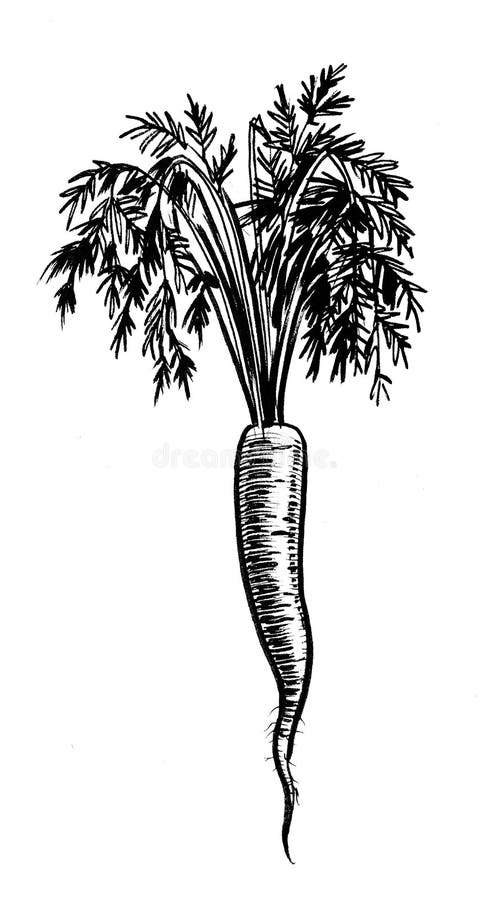 Drawing of carrot stock vector. Illustration of cartoon - 23455362