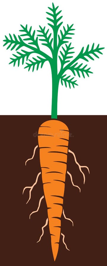Carrot with Root Underground Stock Illustration - Illustration of root ...