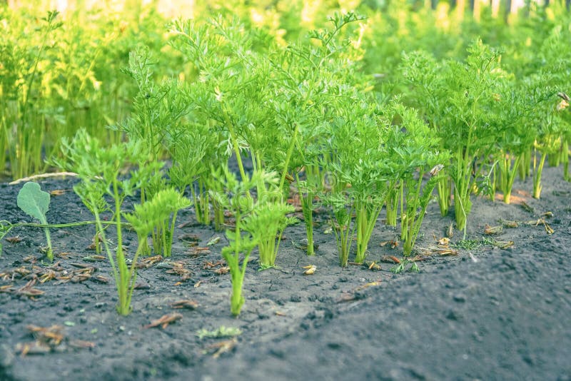 Carrot Shoots in the Garden on Bed Stock Photo - Image of root, organic ...