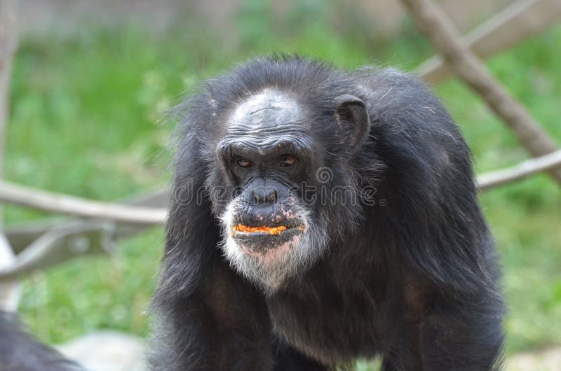 Bald male chimp stock photo. Image of safari, smart, africa - 13042312