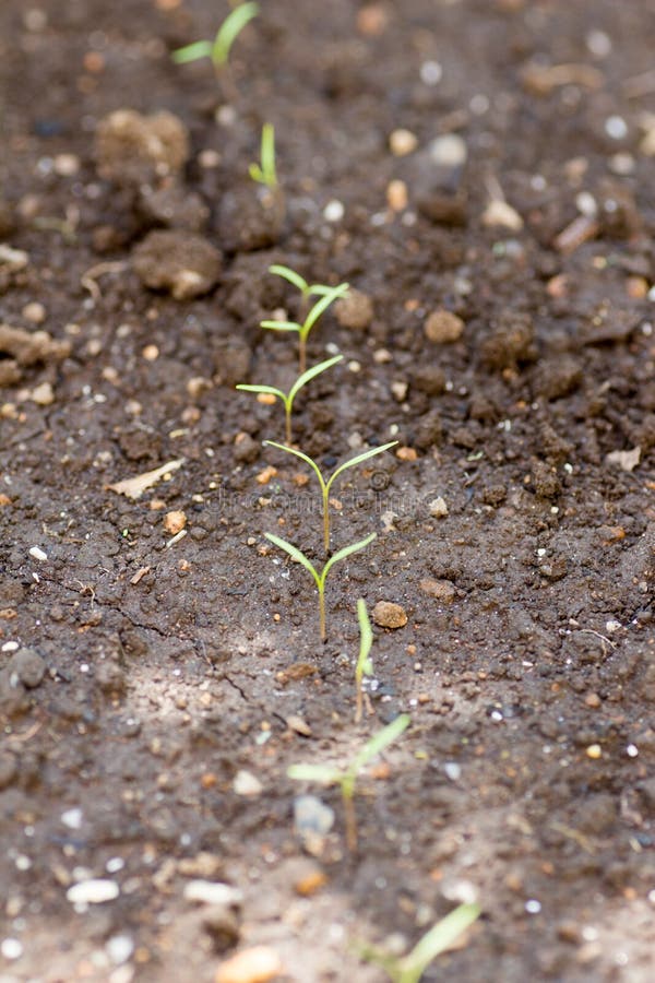 Carrot sprouting on farm stock image. Image of gardening - 77582179