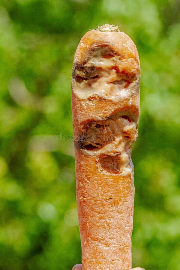 Roted Carrot Stock Photos - Free & Royalty-Free Stock Photos from ...