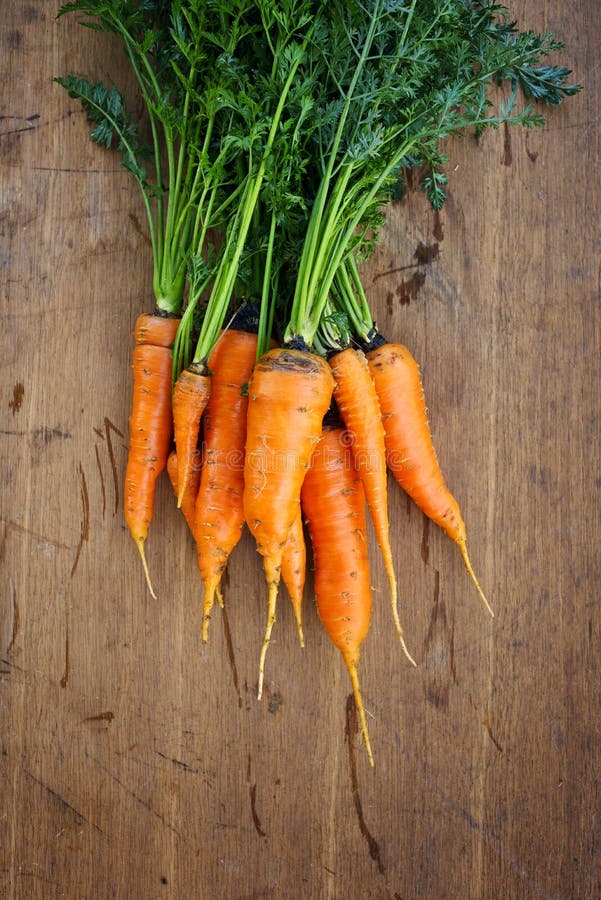 Organic Carrots stock photo. Image of gardening, vegetable - 35358958