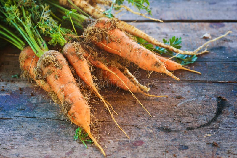 Carrot on the table stock image. Image of carrot, vegetable - 27785803