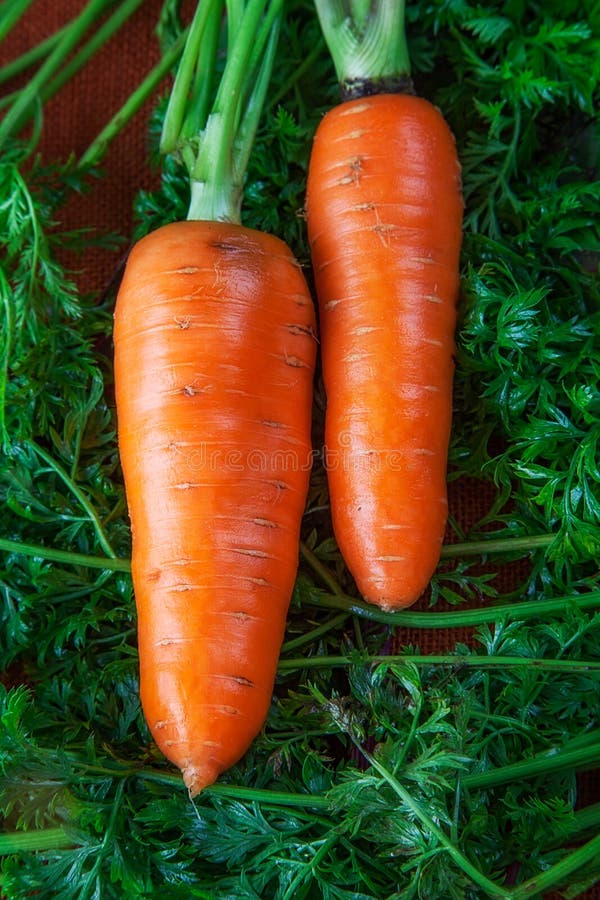 Carrot stock image. Image of carrot, organic, condiment - 36165109