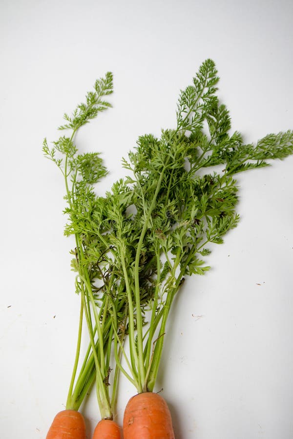 Bunch of Carrots stock image. Image of health, vegetable - 221960169