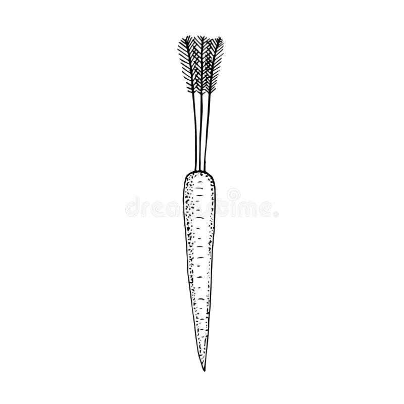 Carrot with Tops, Vector Illustration, Sketch Stock Illustration ...