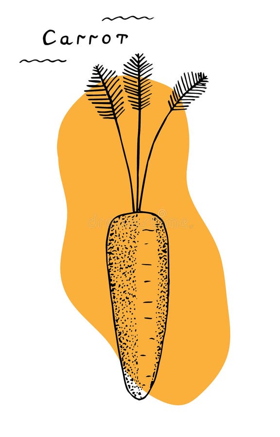 Carrot Tops Stock Illustrations – 538 Carrot Tops Stock Illustrations ...