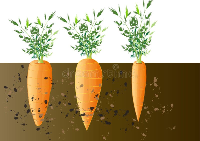 Carrot Plant Diagram