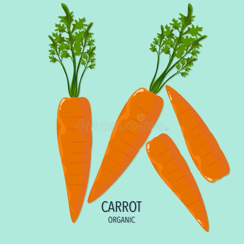 Carrot Vector Illustration, Two Full Carrots, Orange with Green Leaf ...