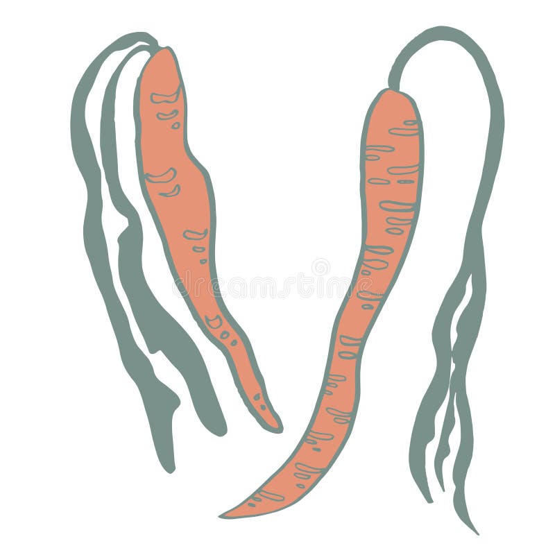 Carrot Vector Isolated Illustration Sketch Stock Vector - Illustration ...