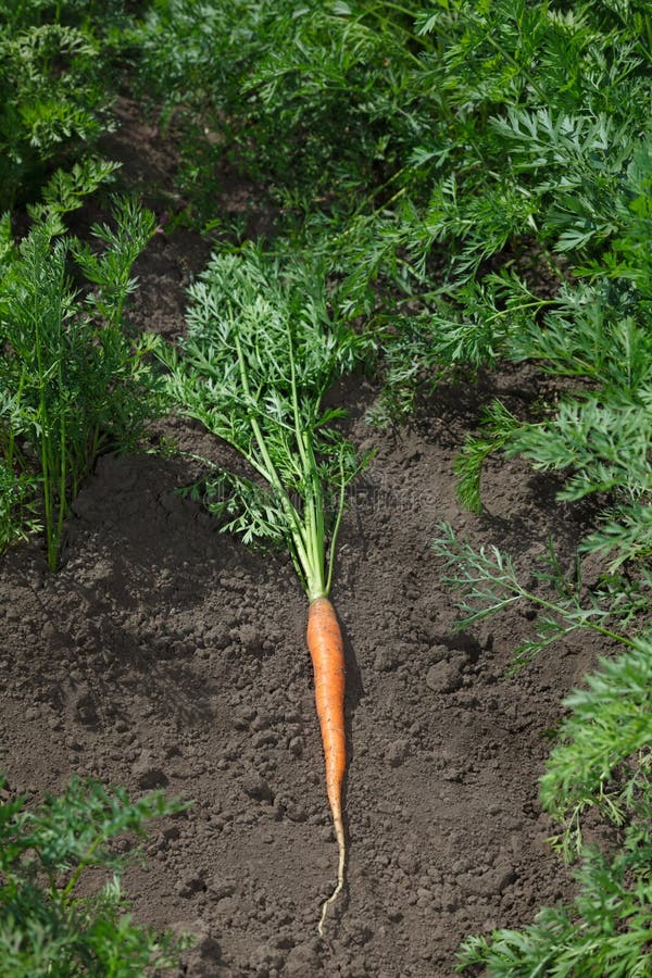 Carrot on vegetable garden stock image. Image of outdoor - 83542497