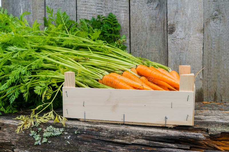 Carrot in wooden box stock photo. Image of lifestyle - 70398582