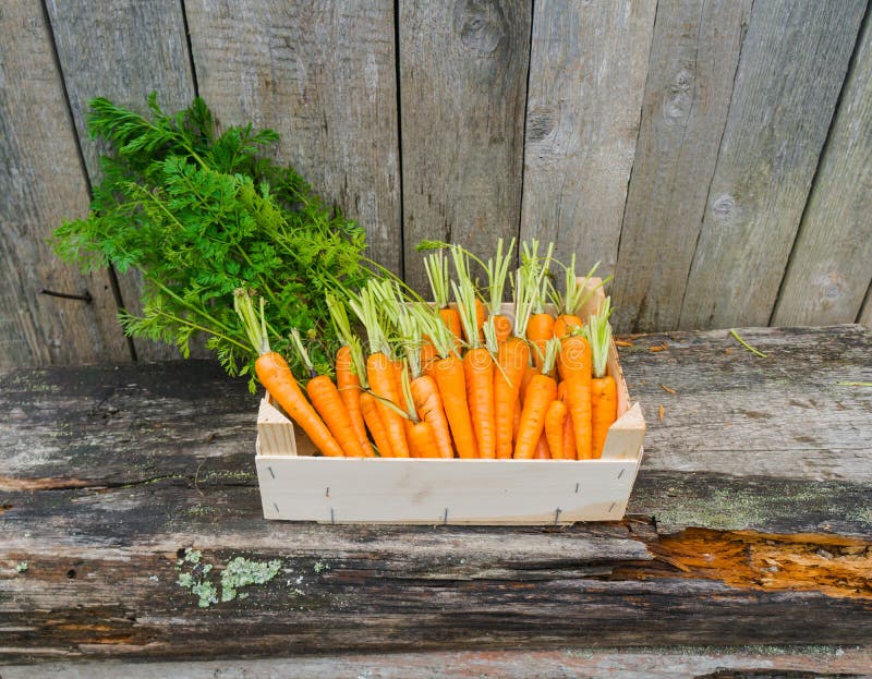 Carrot in wooden box stock photo. Image of carrots, gardening - 70399800