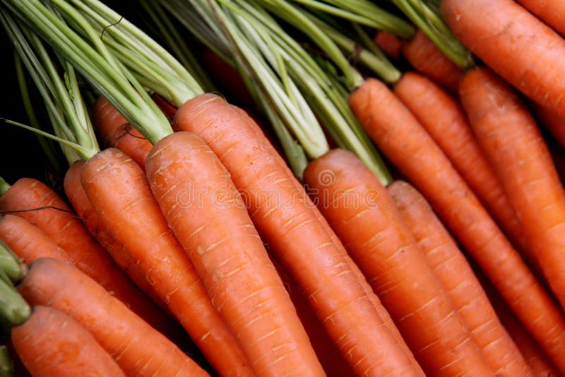 Carrots stock image. Image of carrot, agricultural, carrots - 10951989