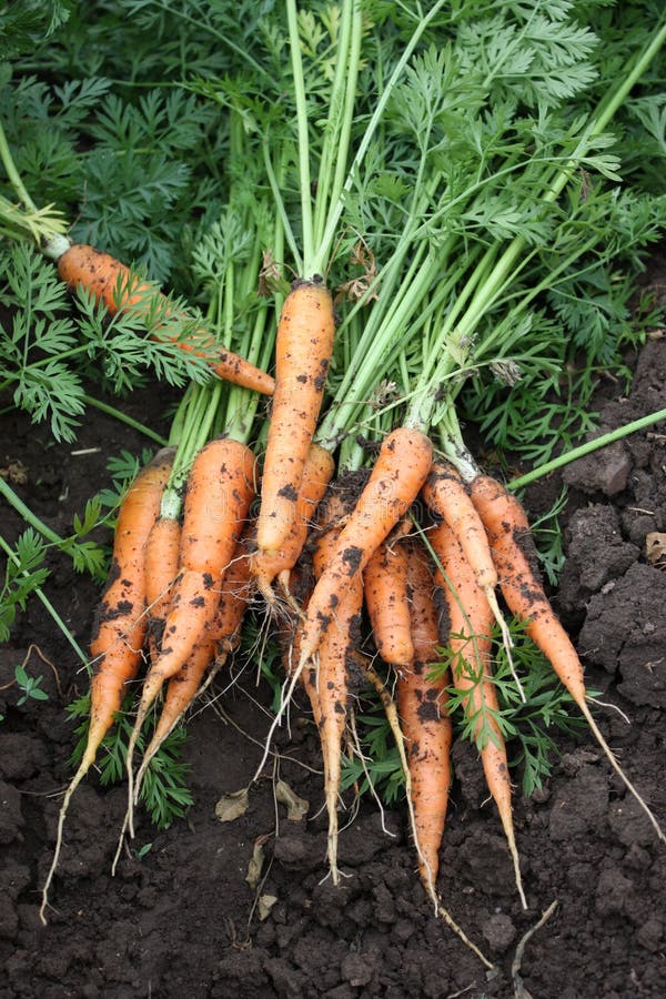 Carrots stock image. Image of harvest, carrot, ground - 12535589