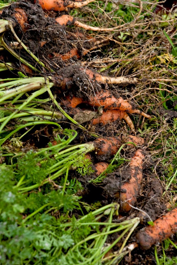 Fresh Harvested Carrots Stacked for Cleaning Stock Image - Image of ...