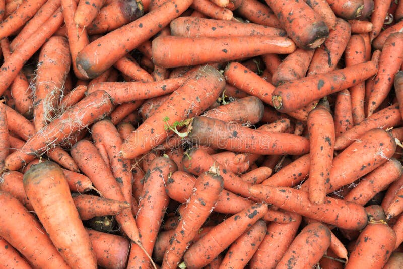 Carrots stock photo. Image of food, background, macro - 13465050