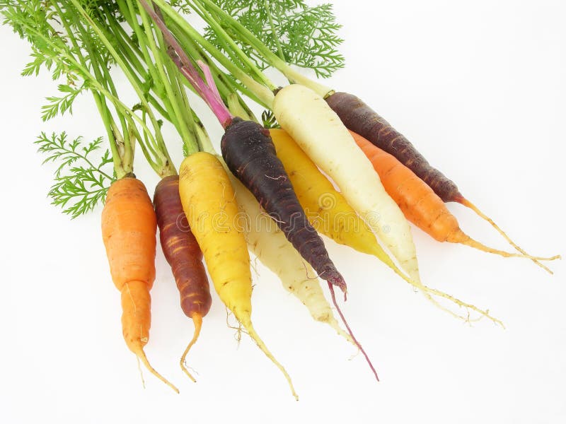 Carrots stock photo. Image of bunch, colors, yellow, white - 18538958