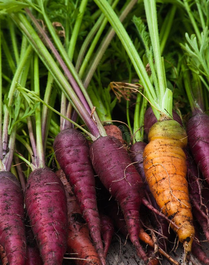Daucus carota stock photo. Image of biological, daucus - 17115158