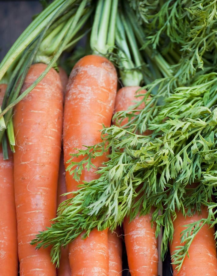 Organic Carrots stock image. Image of vitamins, freshness - 14648503