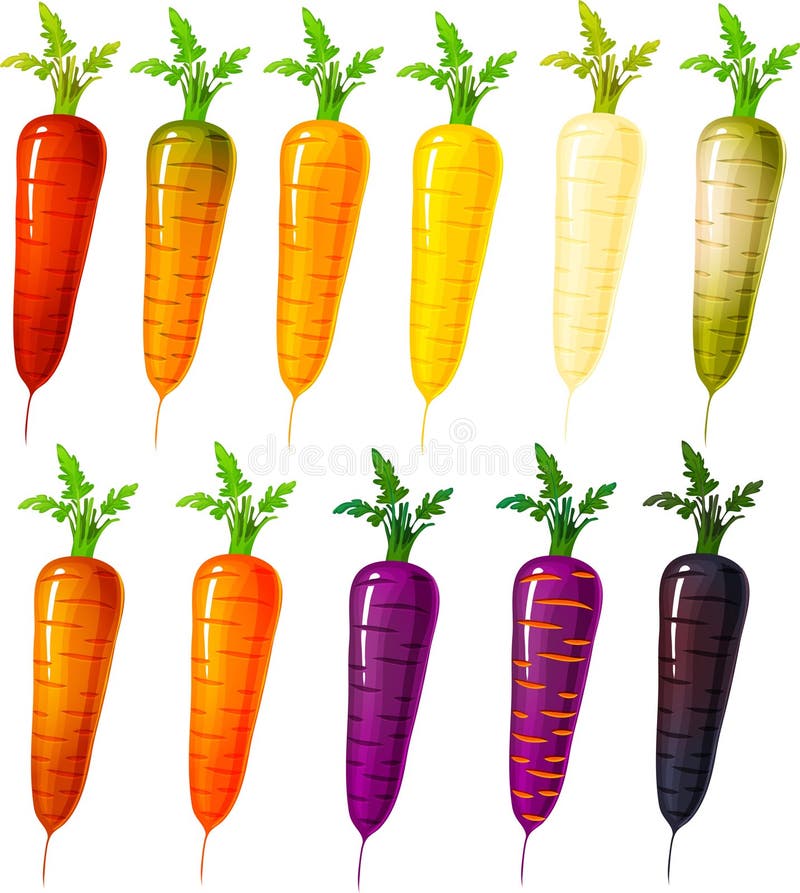 Carrots stock vector. Illustration of food, organic, plant - 28578018